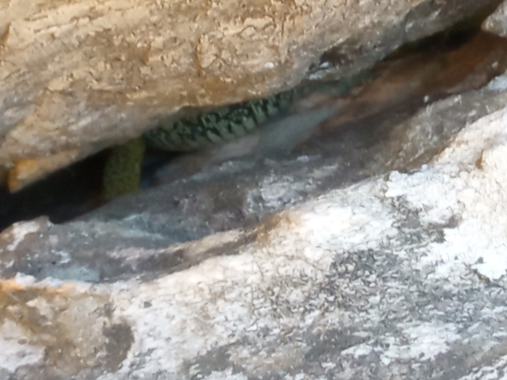 Ocellated Lizard from 3660 Covas do Rio, Portugal on May 02, 2023 at 06 ...