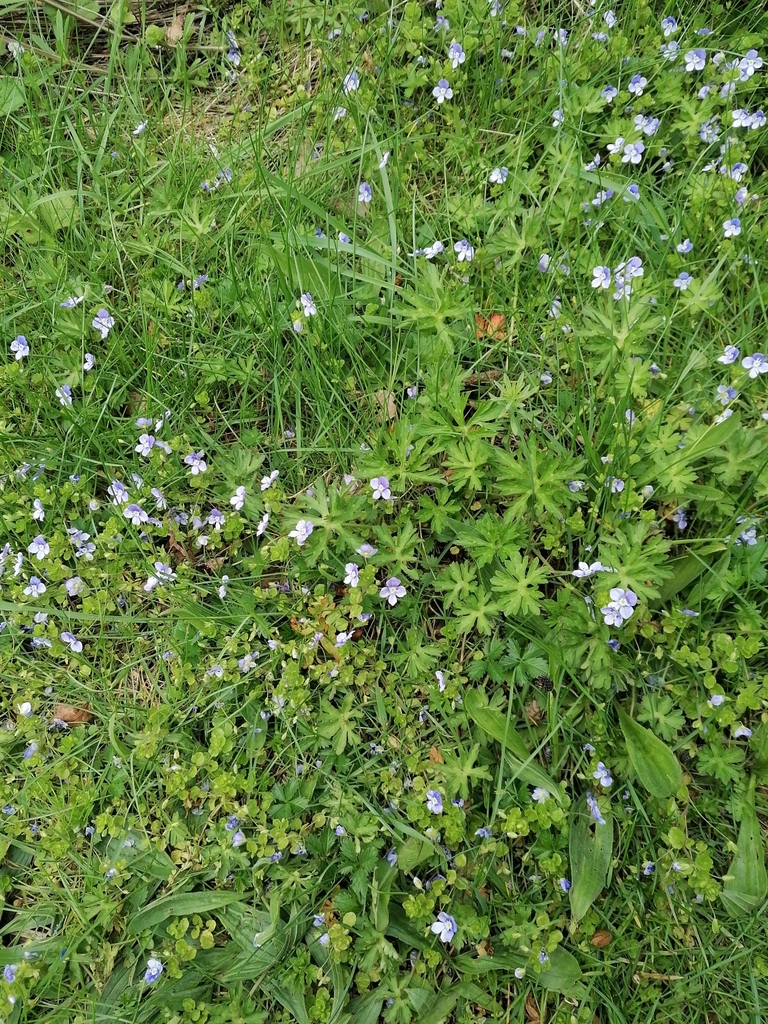 Slender speedwell from Birmingham B30, UK on May 02, 2023 at 12:02 PM ...
