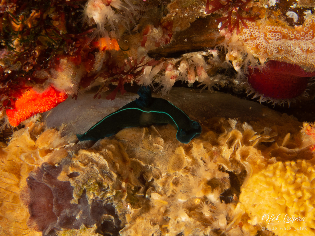 black nudibranch from Roman Rock Lighthouse on April 28, 2023 at 10:41 ...