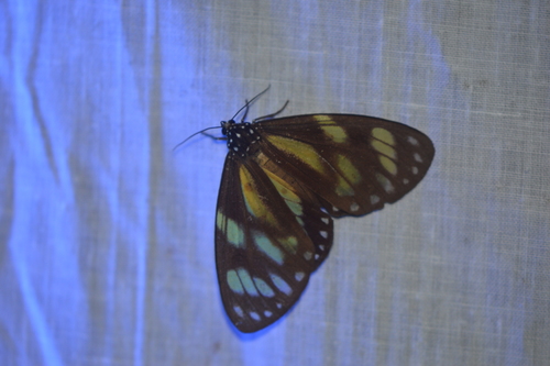 Chetone conjuncta · iNaturalist Ecuador