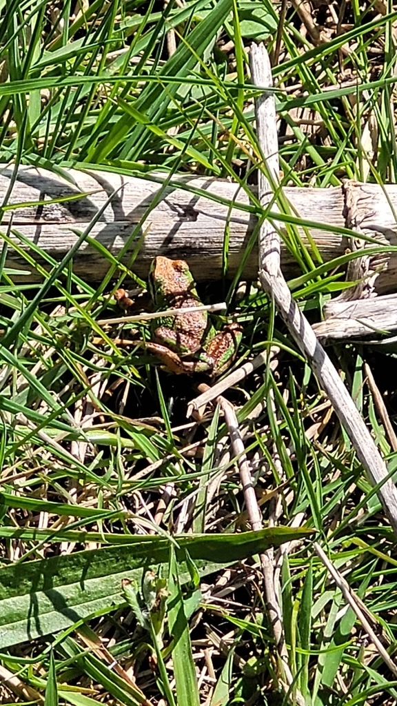 Pacific chorus frog from Eureka, CA 95503, USA on April 13, 2023 at 10: ...