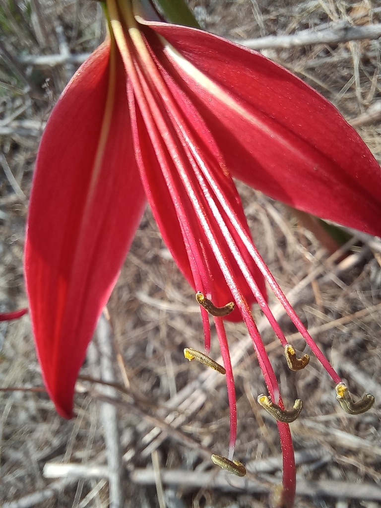 Aztec Lily from Pablo González & Juan Andreu Almazán, Ojo de Agua ...