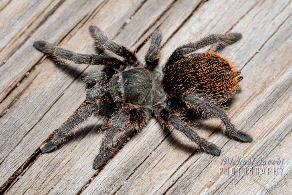 Aphonopelma jacobii in October 2018 by Michael Jacobi. adult female ...