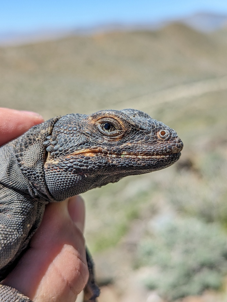 Common Chuckwalla in April 2023 by Zeev NG · iNaturalist