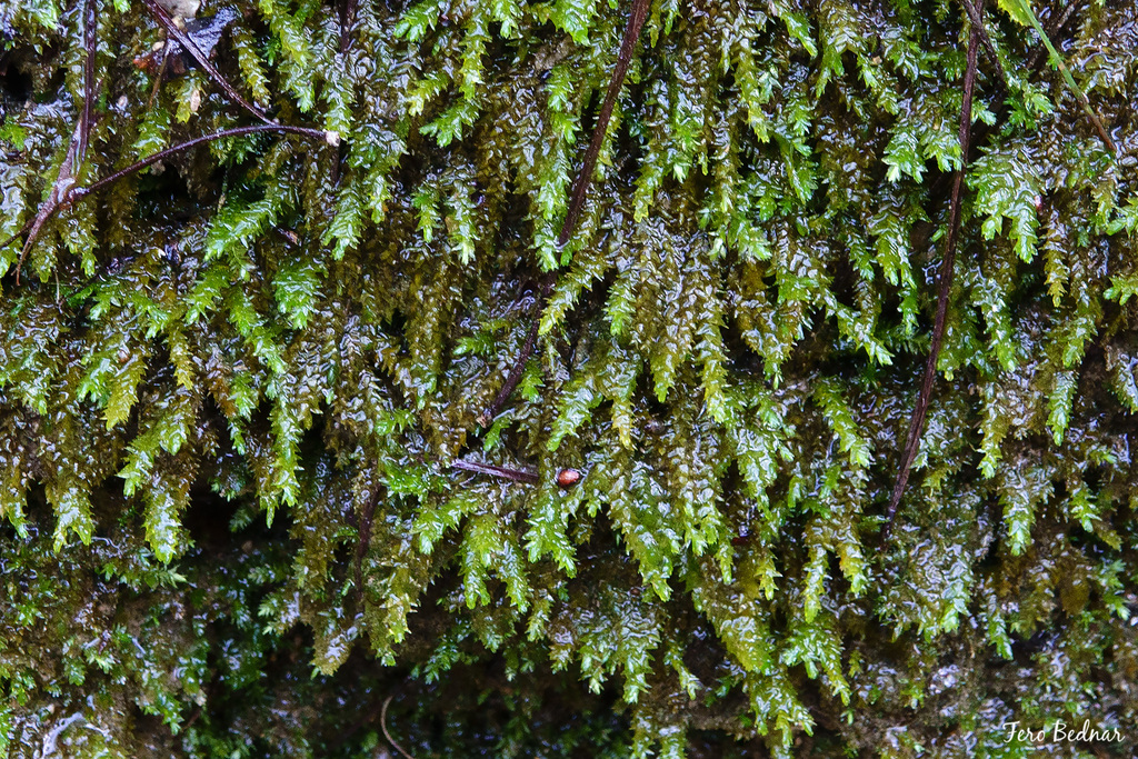 Platyhypnidium Moss from South Aegean, Aegean, Greece on April 5, 2023 ...