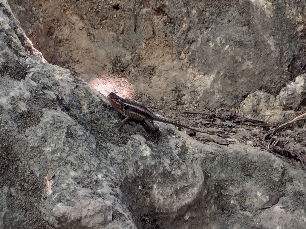 Rose-bellied Lizard from WJQ3+XJ, 79713 Tamasopo, S.L.P., México on May ...