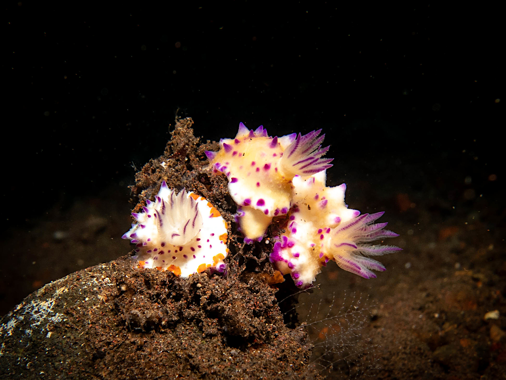 Bumpy Mexichromis from Scuba Seraya Secrets on March 25, 2023 at 02:02 ...