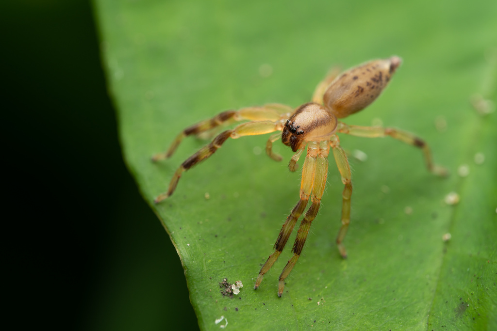 Thelcticopis from South China Sea, MY on February 23, 2023 at 11:20 PM ...