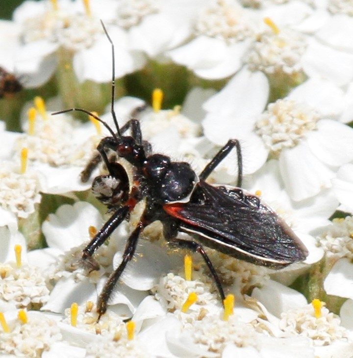 California Bee Assassin from Alameda County, CA, USA on April 20, 2016 ...