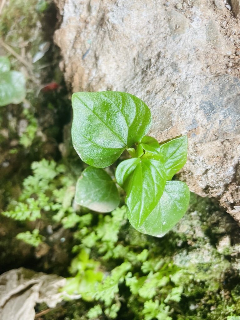 Pepper elder from Barriada 24 de Diciembre, Panamá on April 29, 2023 at ...
