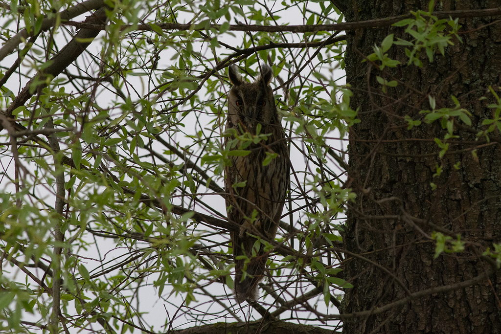 Long-eared Owl from Boryspil's'kyi district, Kyiv Oblast, Ukraine on ...