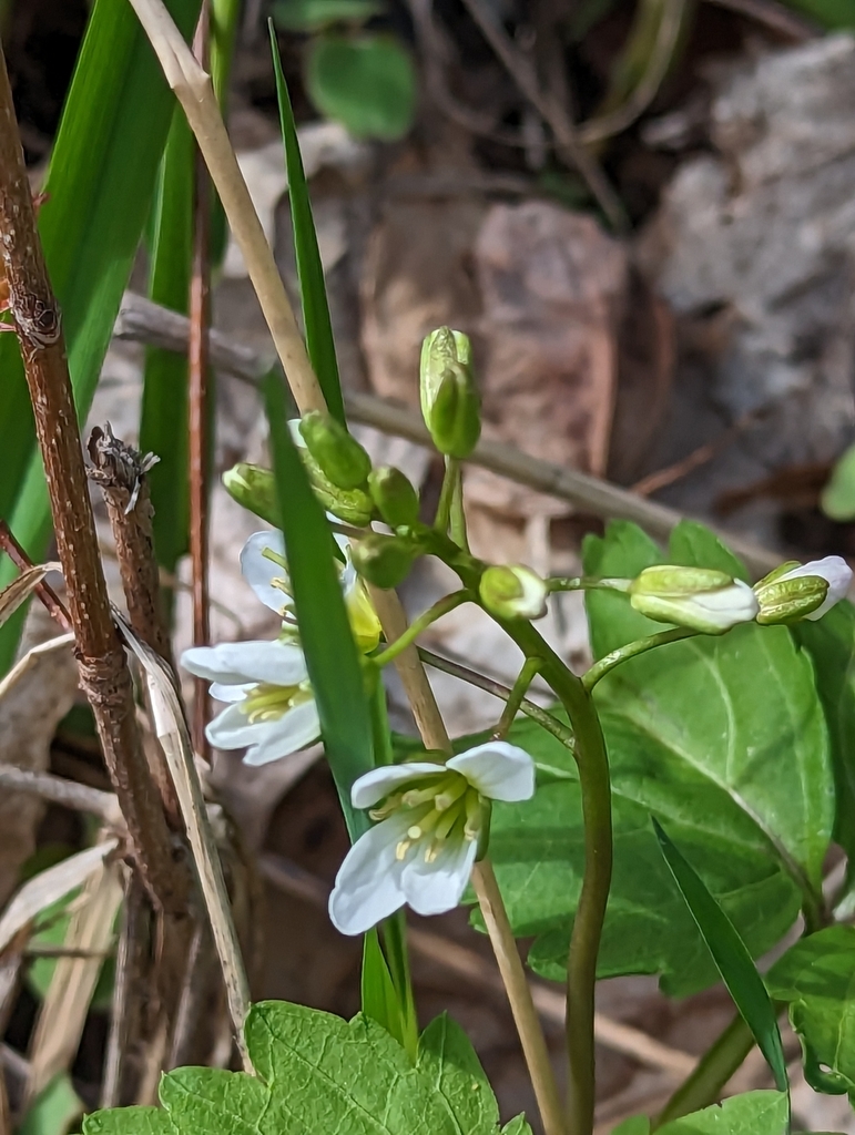 Two-leaved Toothwort from Battersea, ON K0H 1H0, Canada on May 2, 2023 ...
