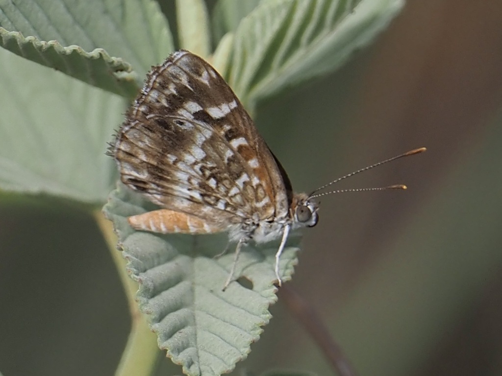 Aricoris signata from Upper Takutu-Upper Essequibo, Guyana on February ...