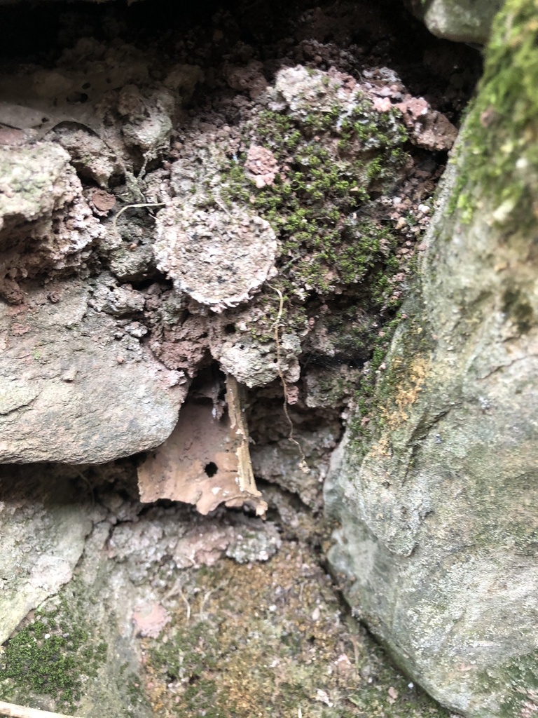 Segmented Spiders from 涪陵区, 重庆市, CN on April 5, 2021 at 05:37 PM by ...