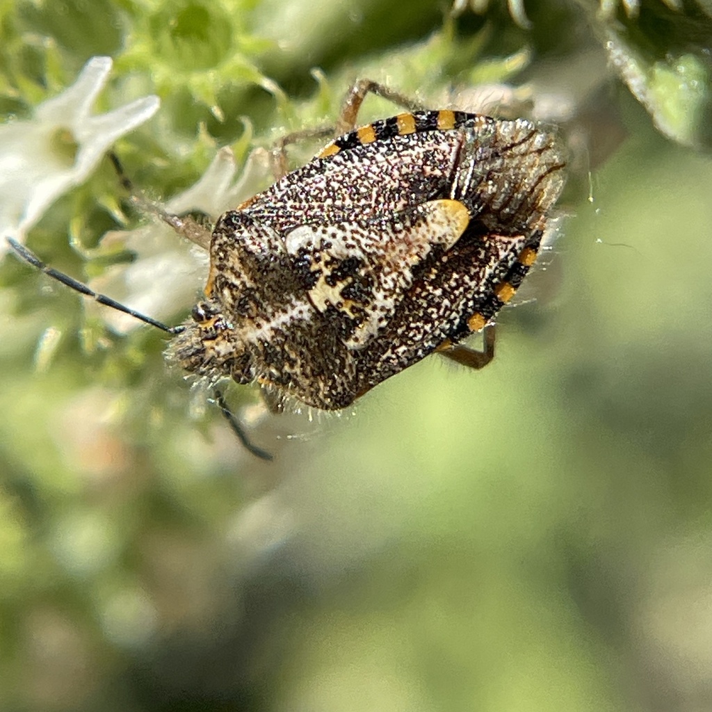 African Cluster Bug from Pico Canyon Park, Valencia, CA, US on April 30 ...