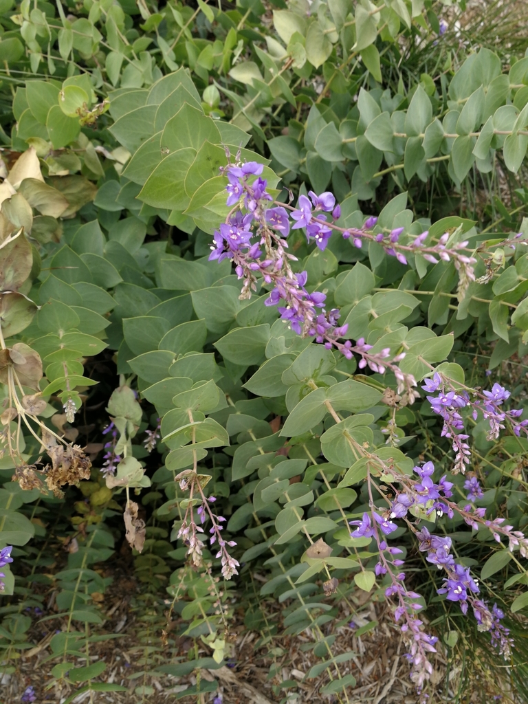 Digger's Speedwell from 3649 Frankston - Flinders Rd, Merricks VIC 3916 ...