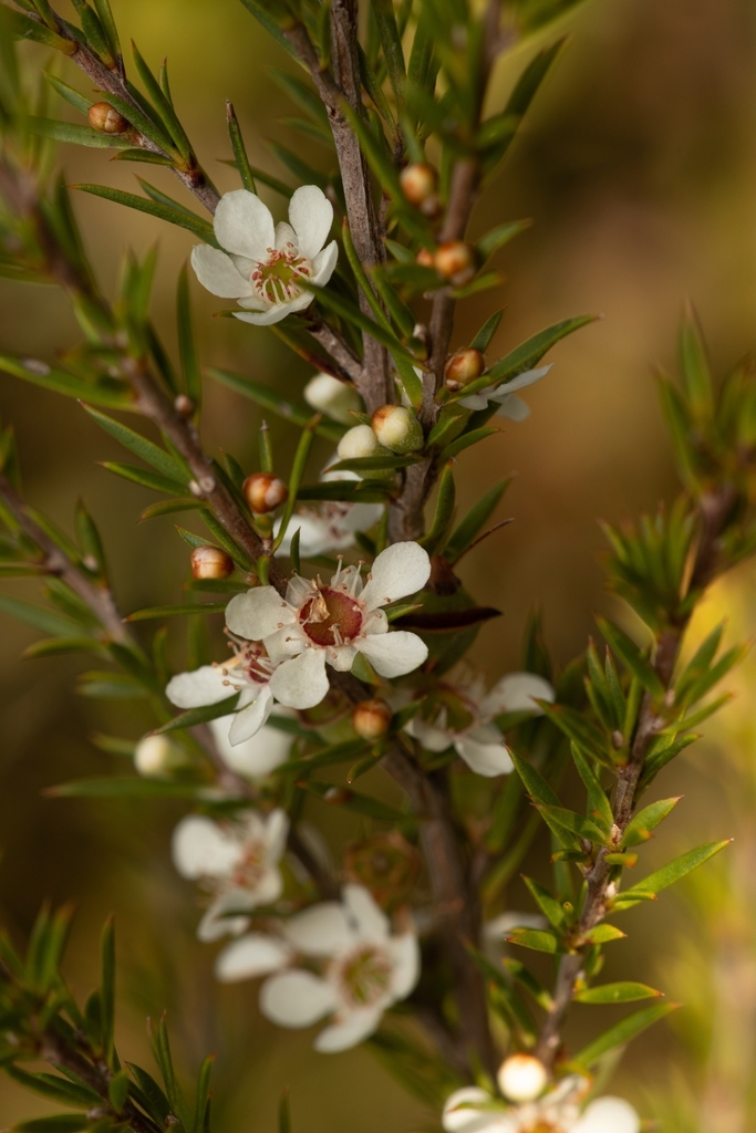 prickly tea tree from Elimbah QLD 4516, Australia on April 30, 2023 at ...