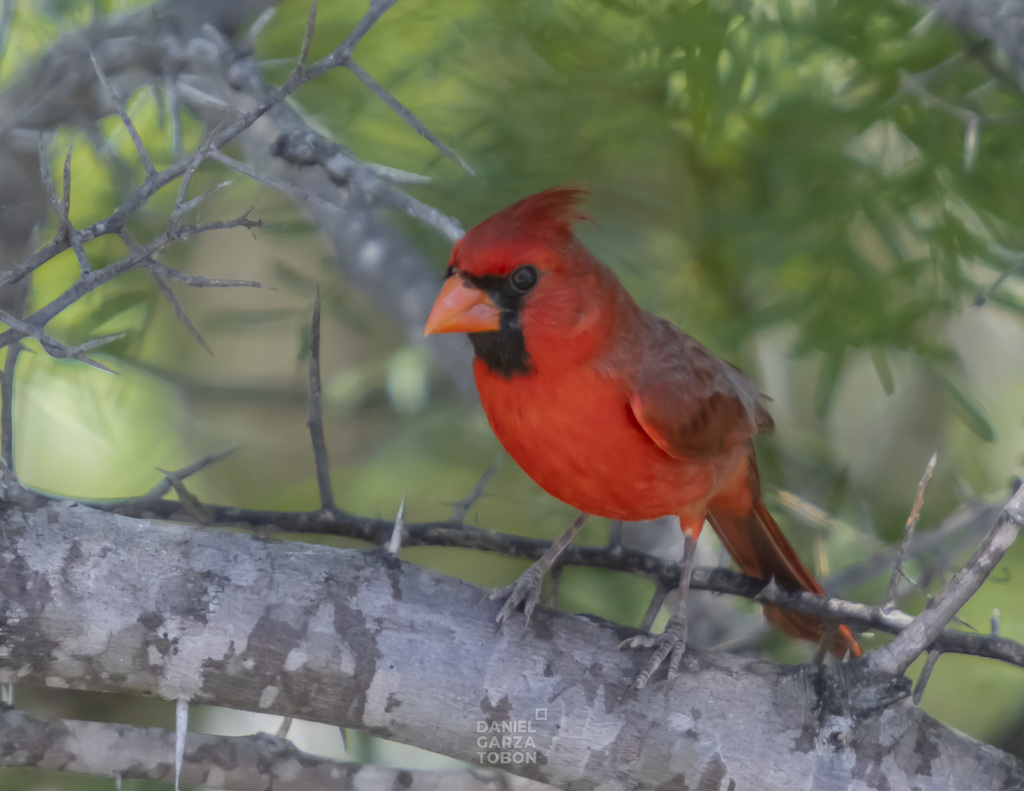Northern Cardinal from Melchor Ocampo, N.L., México on April 30, 2023 ...