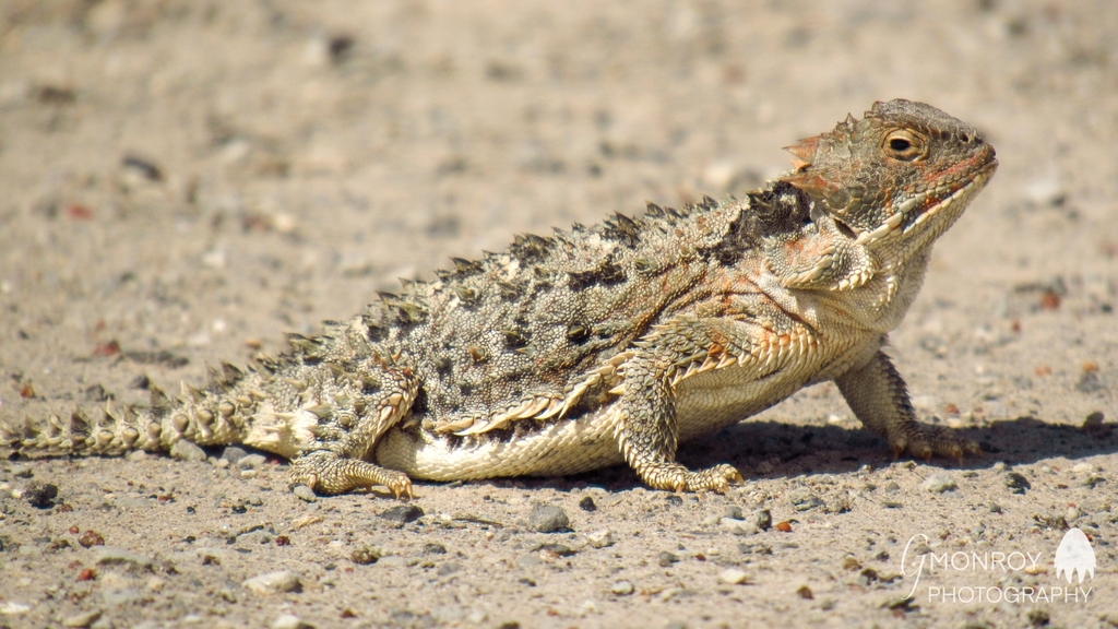 Mountain Horned Lizard in November 2022 by Gustavo Monroy · iNaturalist