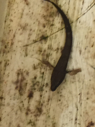 Genus Anoplagonus · iNaturalist