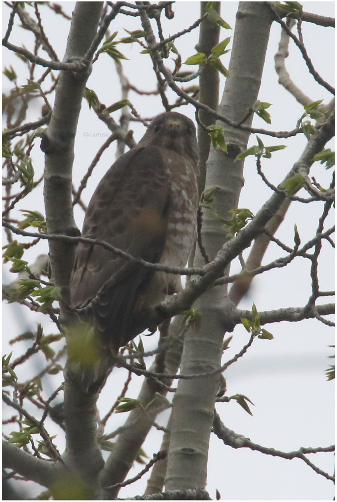 Broad-winged Hawk from Ottawa, Ontario, Canada on April 23, 2023 at 05: ...