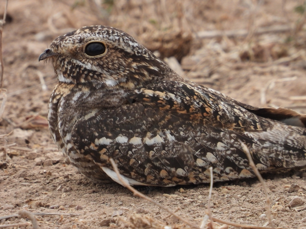Lesser Nighthawk from La Piedrera, Tecualilla on May 01, 2023 by Jose ...