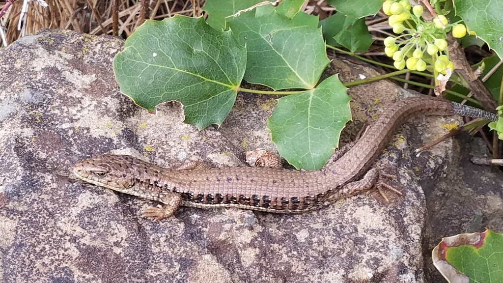 Northern Alligator Lizard from Latah County, US-ID, US on May 02, 2023 ...