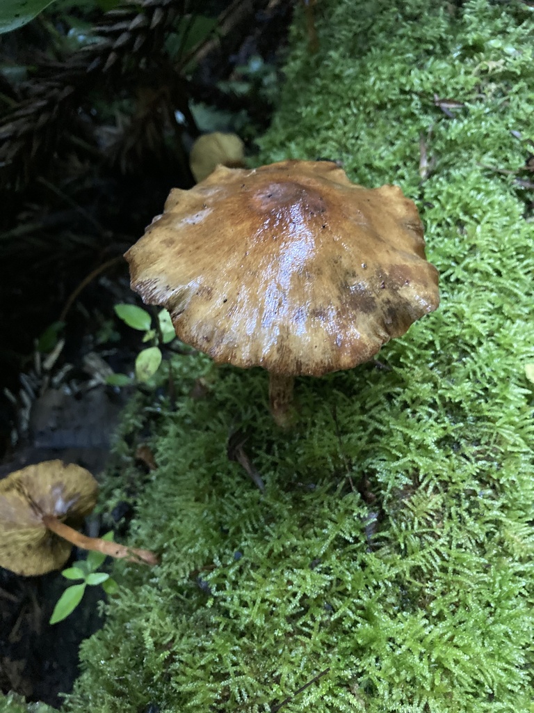 Common Gilled Mushrooms and Allies from Viçosa, MG, BR on April 30 ...