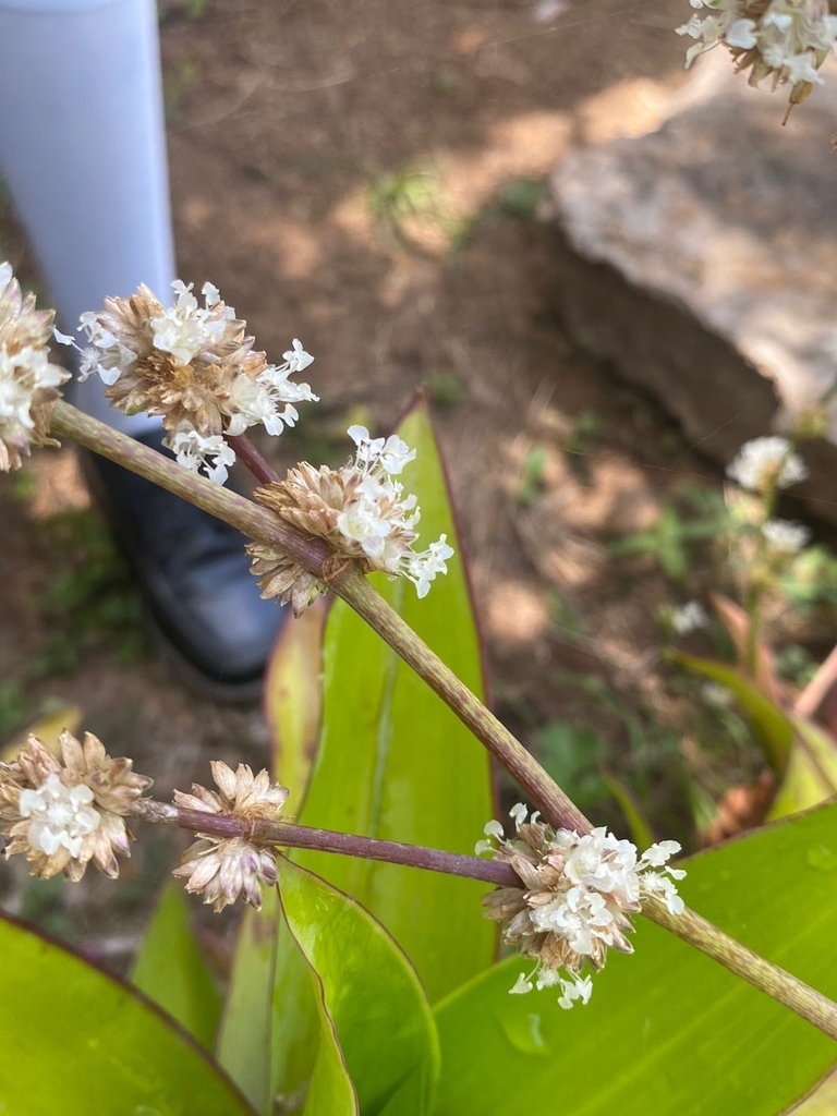 False Bromeliad Plant from Elota, MX-SI, MX on May 1, 2023 at 10:20 AM ...