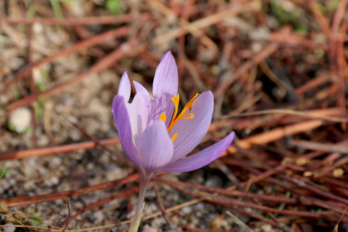 Subespecie Crocus serotinus clusii · NaturaLista Colombia