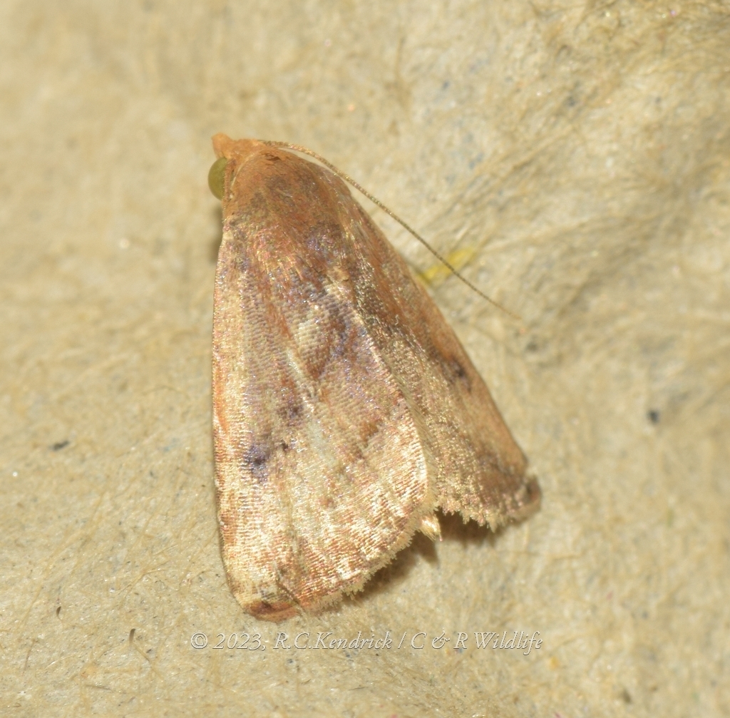 Rivula inconspicua from Lam Tsuen Valley, Tai Po, New Territories, Hong ...