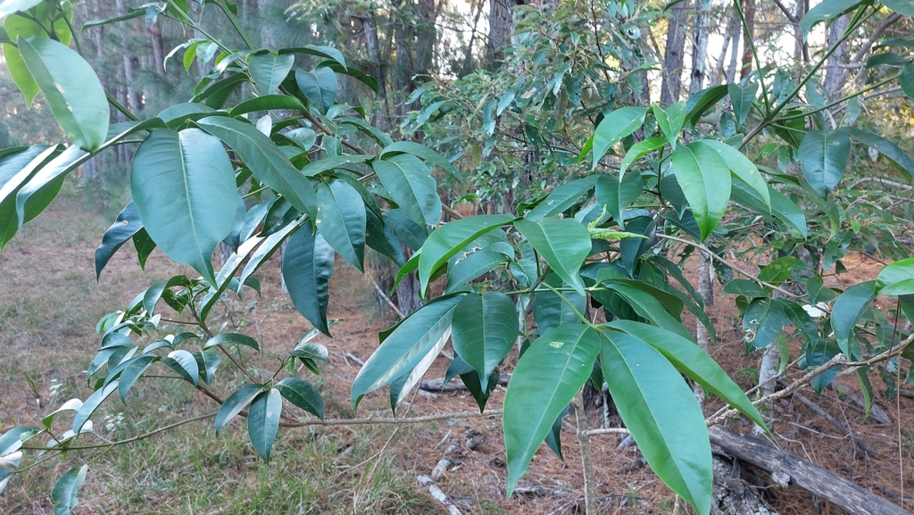 pink-flowered doughwood from Caloundra - Rail Corridor, AU-QL, AU on ...