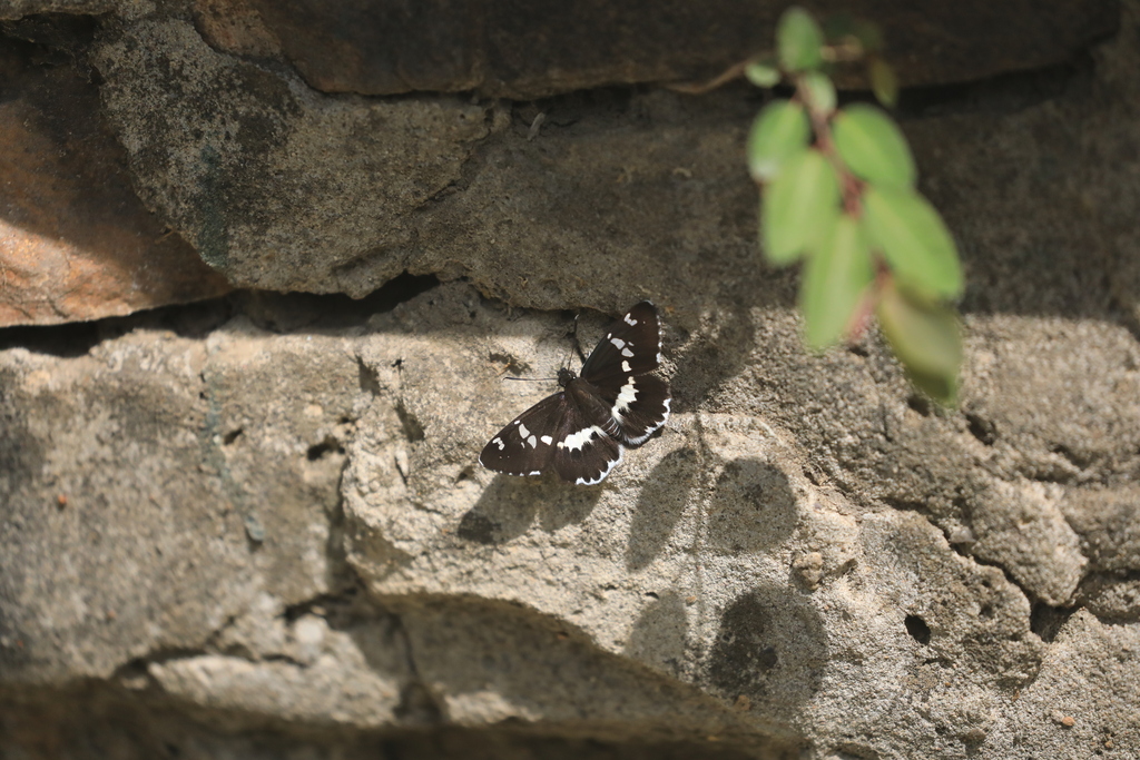 White-banded Flat from 中国北京市平谷区黄松峪水库上游 邮政编码: 101201 on May 1, 2023 at ...