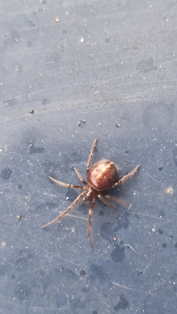 Rabbit Hutch Spider from Monkwearmouth, Sunderland, UK on May 03, 2023 ...