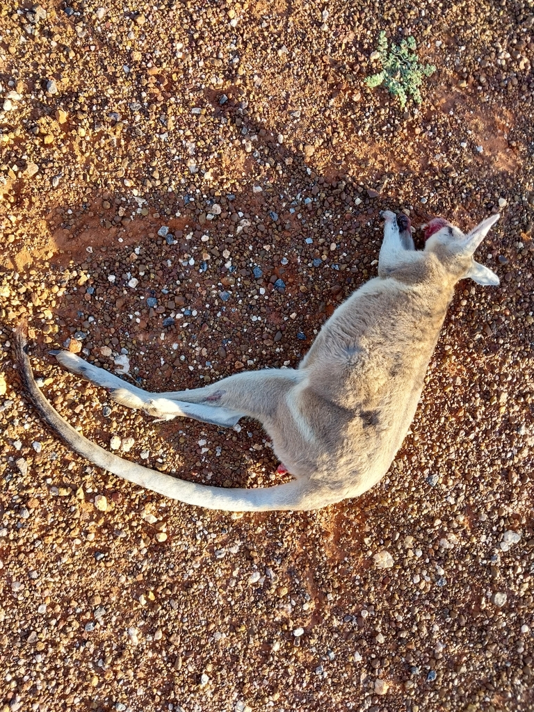 Northern Nail-tail Wallaby from Location: -19.468852, 135.489506 on May ...