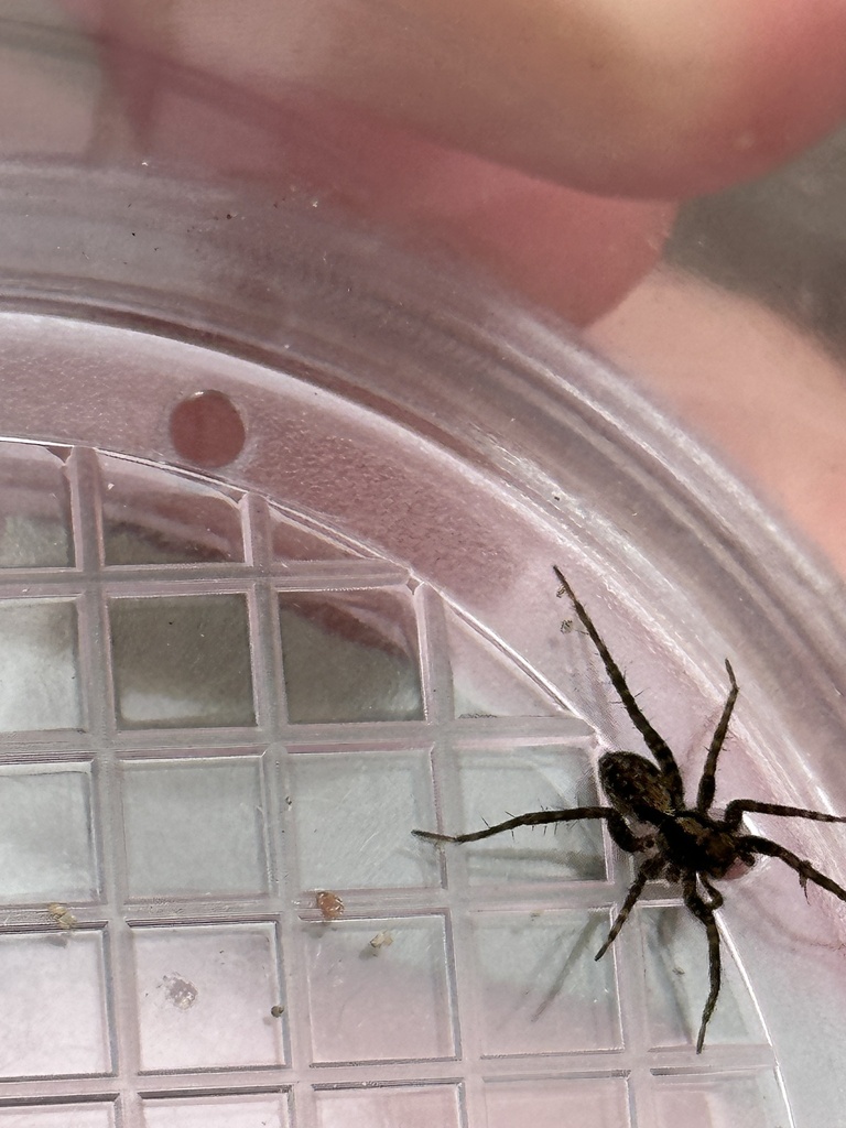 Shore Spider from Boston Harbor Islands, Boston, MA, US on April 29 ...
