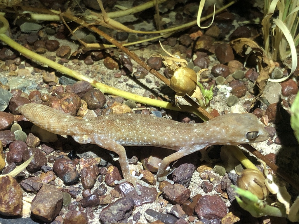 Tesselated Gecko from Tableland, AU-NT, AU on April 29, 2023 at 07:49 ...