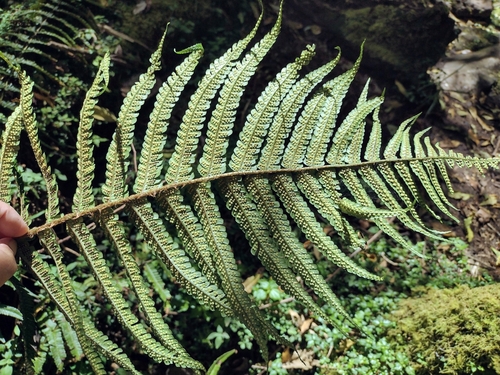 Dryopteris adnata · iNaturalist