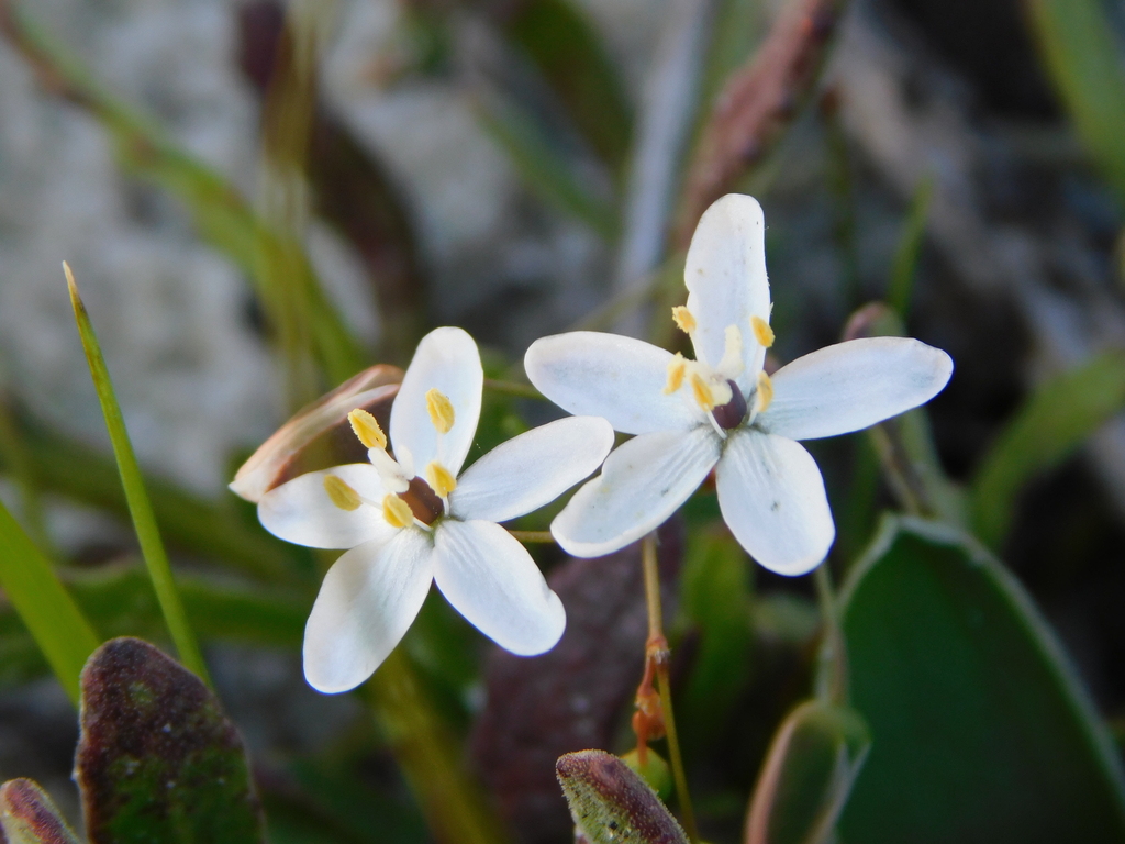 Drought Spookasem from Cape Farms, Cape Town, South Africa on April 30 ...