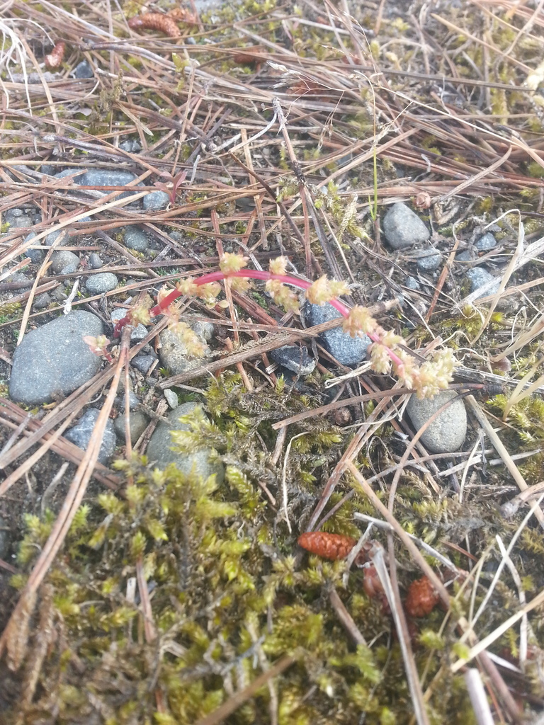 Crassula colligata colligata from Amberley Beach on December 9, 2015 by ...
