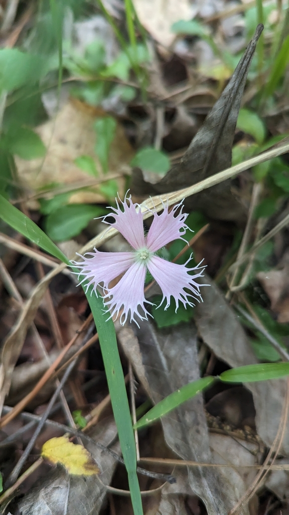 Fringed Catchfly from Chattahoochee, FL 32324, USA on April 29, 2023 at ...