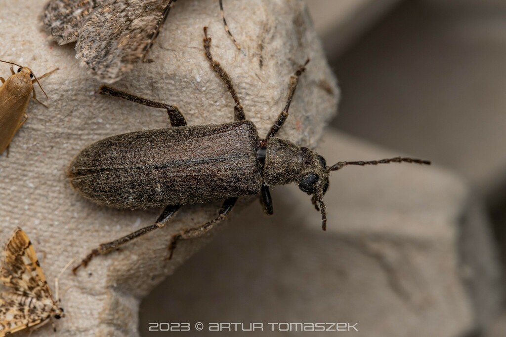 Philus in May 2023 by Artur Tomaszek · iNaturalist