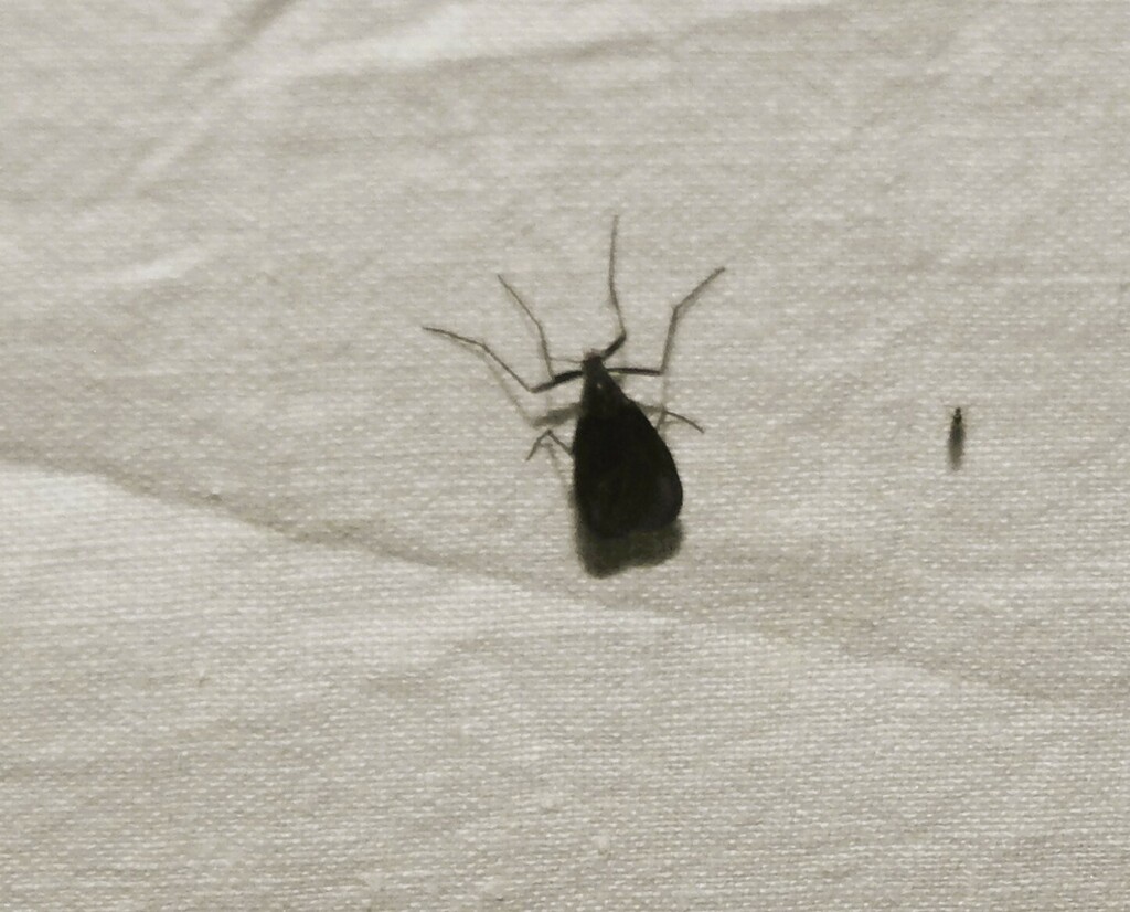 Winged and Once-winged Insects from Murillo, Bolivia on April 29, 2023 ...