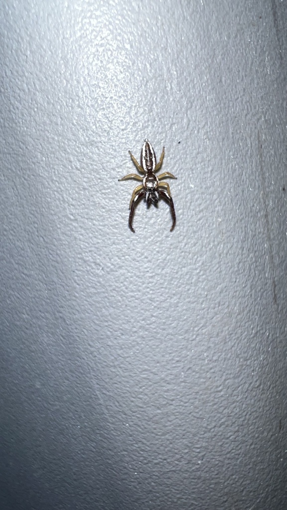 Common Hentz Jumping Spider from Southeast Austin, Austin, TX, US on ...