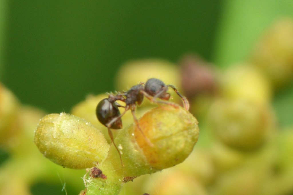 Japanese Queenless Ant from Shui Hau, Hong Kong on May 1, 2023 at 11:18 ...