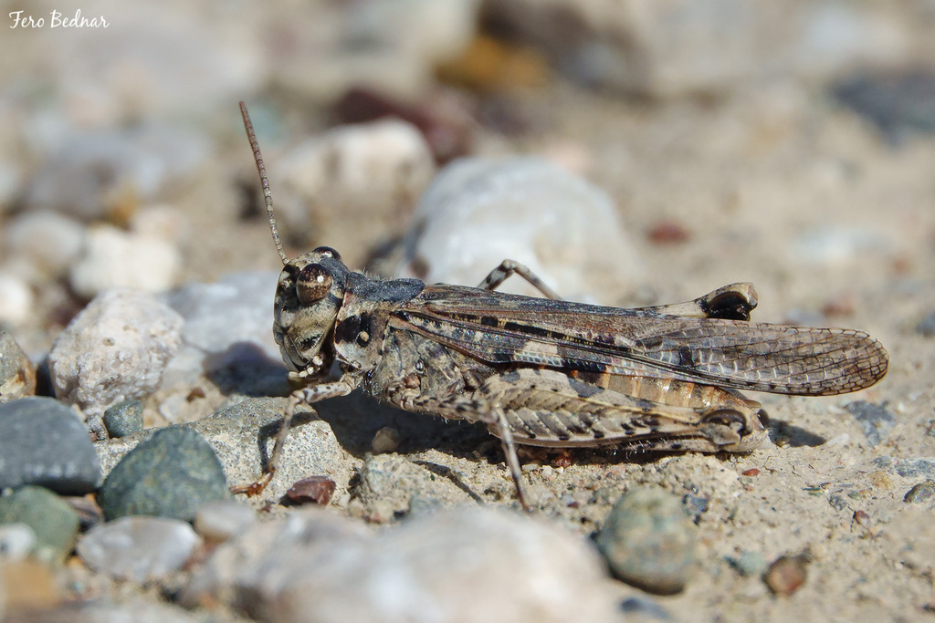 Common Digging Grasshopper from South Aegean, Aegean, Greece on April 6 ...