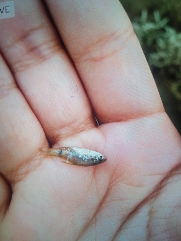 Carps and Minnows from Nanakmatta sahib on May 1, 2023 at 04:36 PM by ...