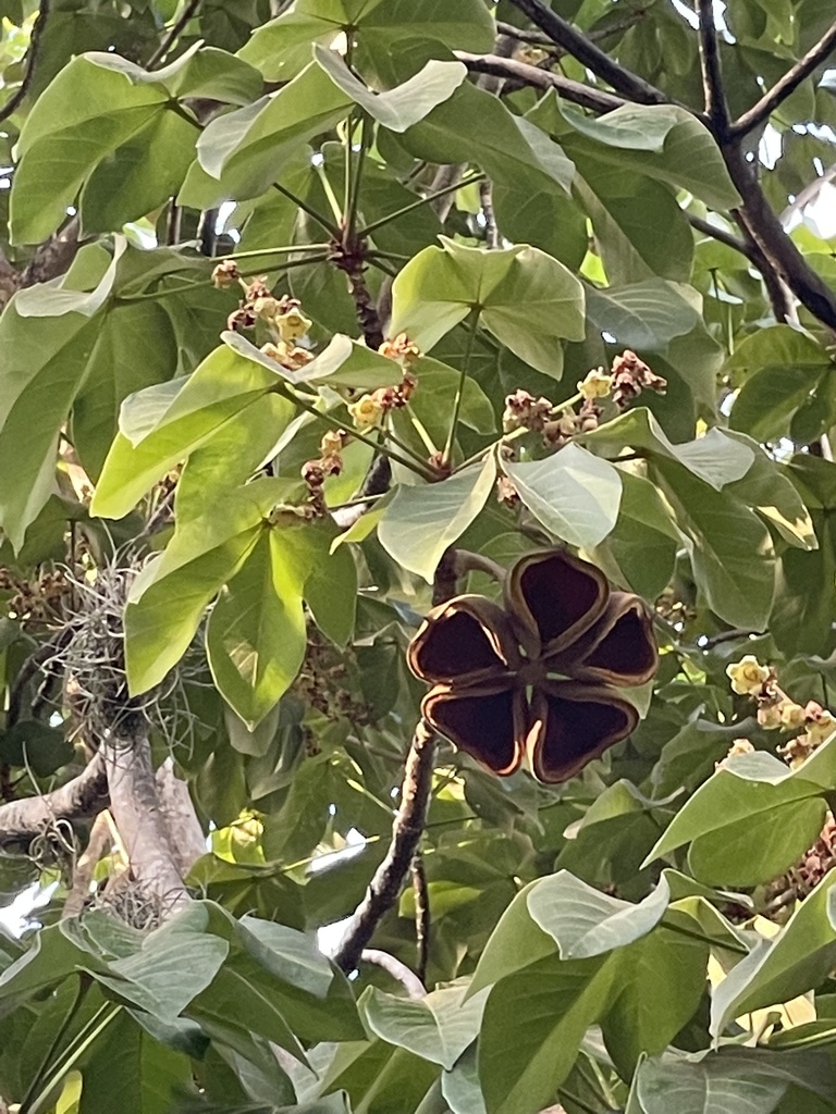 Panama tree from Parque Iberoamérica, Santo Domingo, Distrito Nacional ...