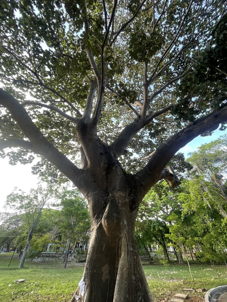 Panama tree from Parque Iberoamérica, Santo Domingo, Distrito Nacional ...