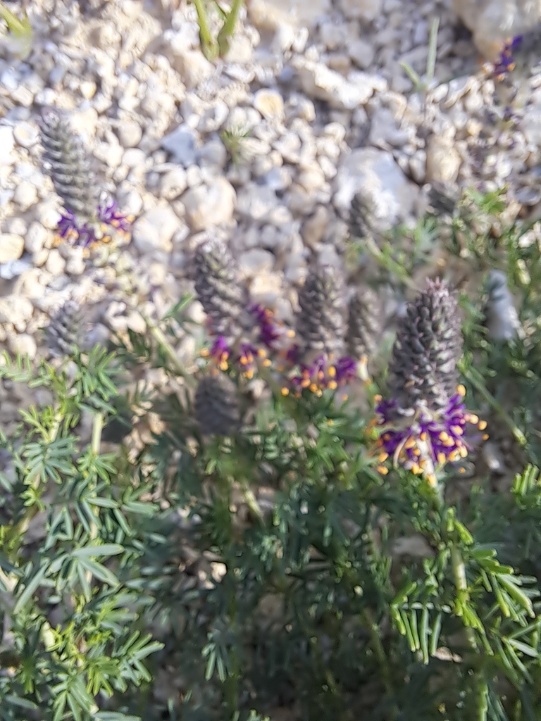 Comanche Peak Prairie Clover from Weatherford, TX 76088, USA on May 03 ...
